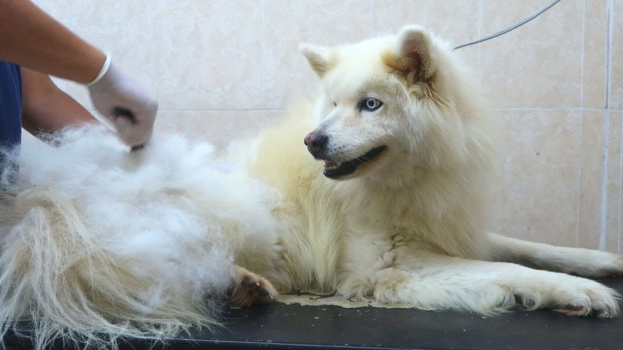 Importancia del Deslanado Para Perros